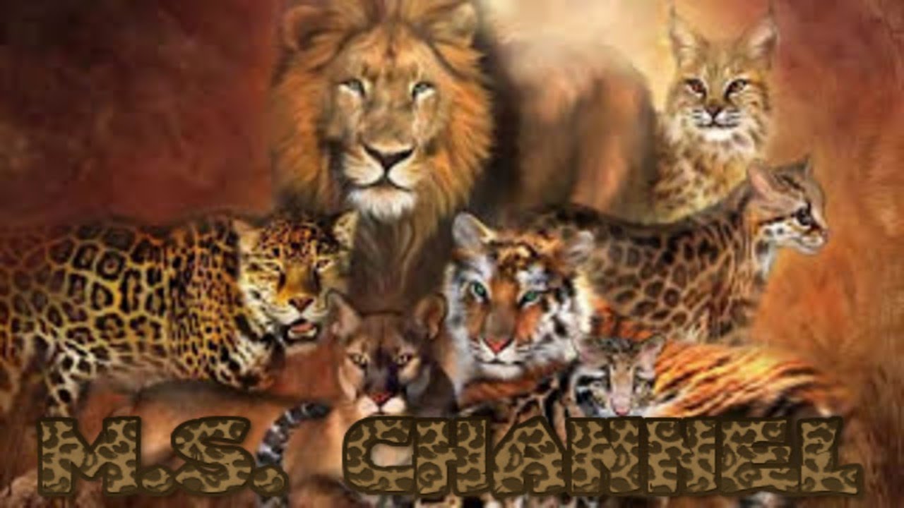 Carl Doy - The Circle of Life - YouTube