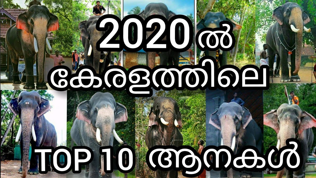Top 10 popular Elephants in Kerala and their details | കേരളത്തിലെ ...