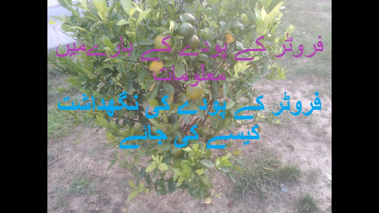 information about fruiter/ how to grow and care fruiter orange فروٹر کے ...
