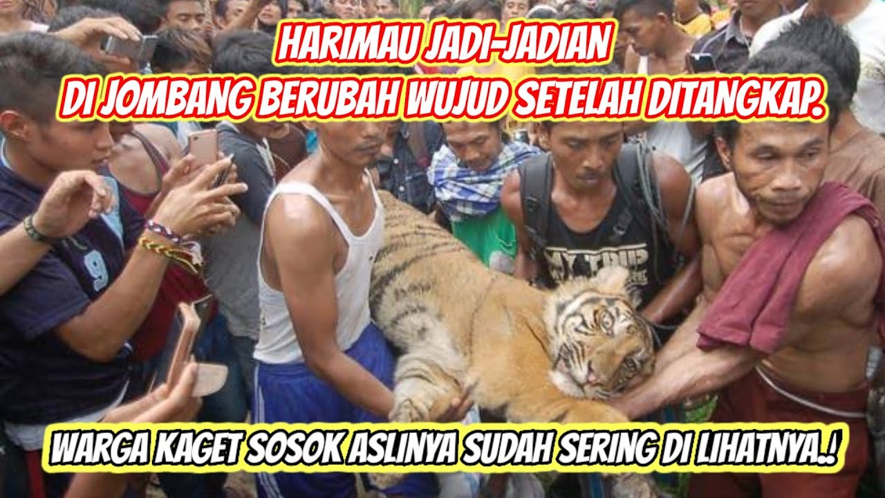 Harimau Jadi Jadian