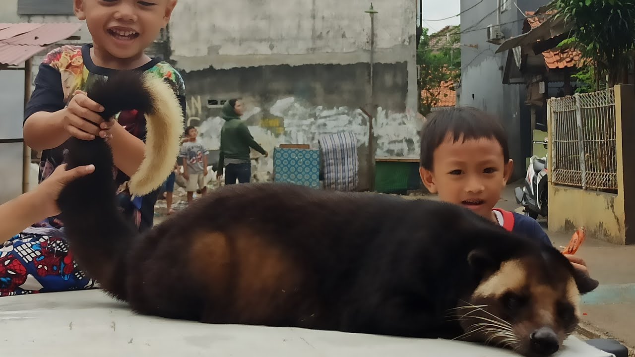 Musang bulan / aimar moussa main sama #musangbulan #musang #musbul ...