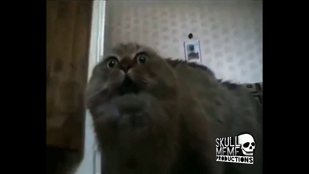 Gato cantando "Oh no no no" Cat singing "Oh no no no" - YouTube