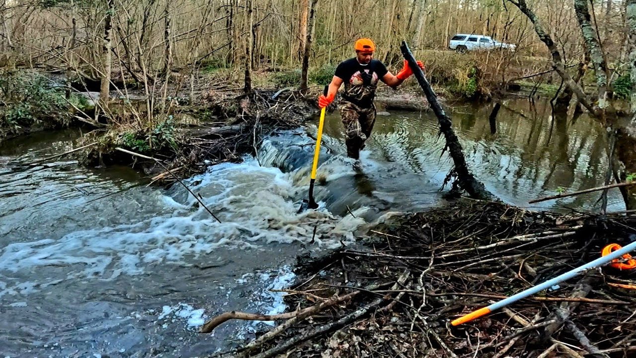 BEAVER DAM REMOVAL In New Creek! Distracted By The Beavers! S2 EP. 11 ...