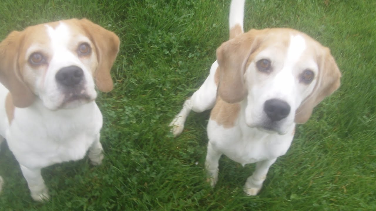 Beagle babes hungry Henry & Monty. - YouTube