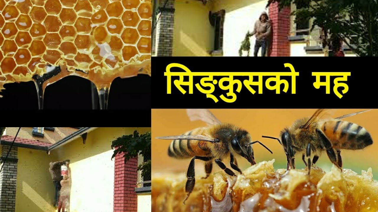 honey hunters Nepal | Giant asian honey bees wild bees honeycomb ...