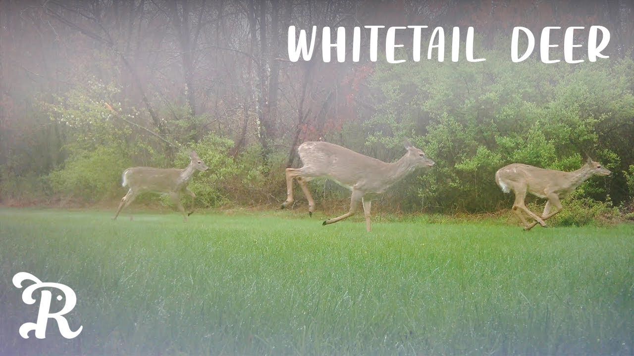5 Whitetail Deer Running & Leaping | Slow Motion | Trail Cams | Spring ...