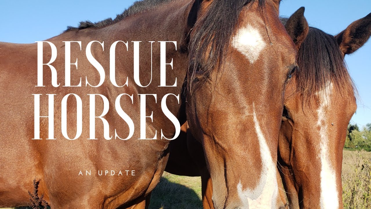 Slaughter Rescue Ponies Leave Quarantine| Update - YouTube