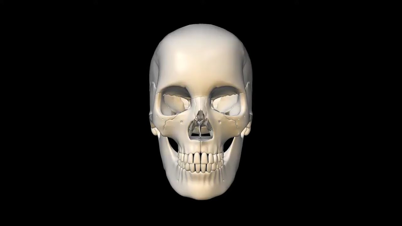 Human Skull | copyright free video - YouTube