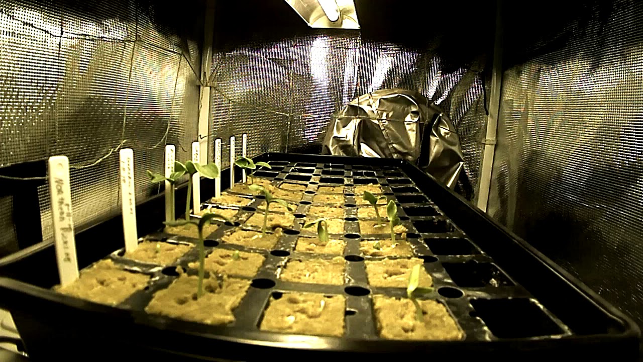 2018 Cucumber Seedlings Time Lapse Grow! - YouTube