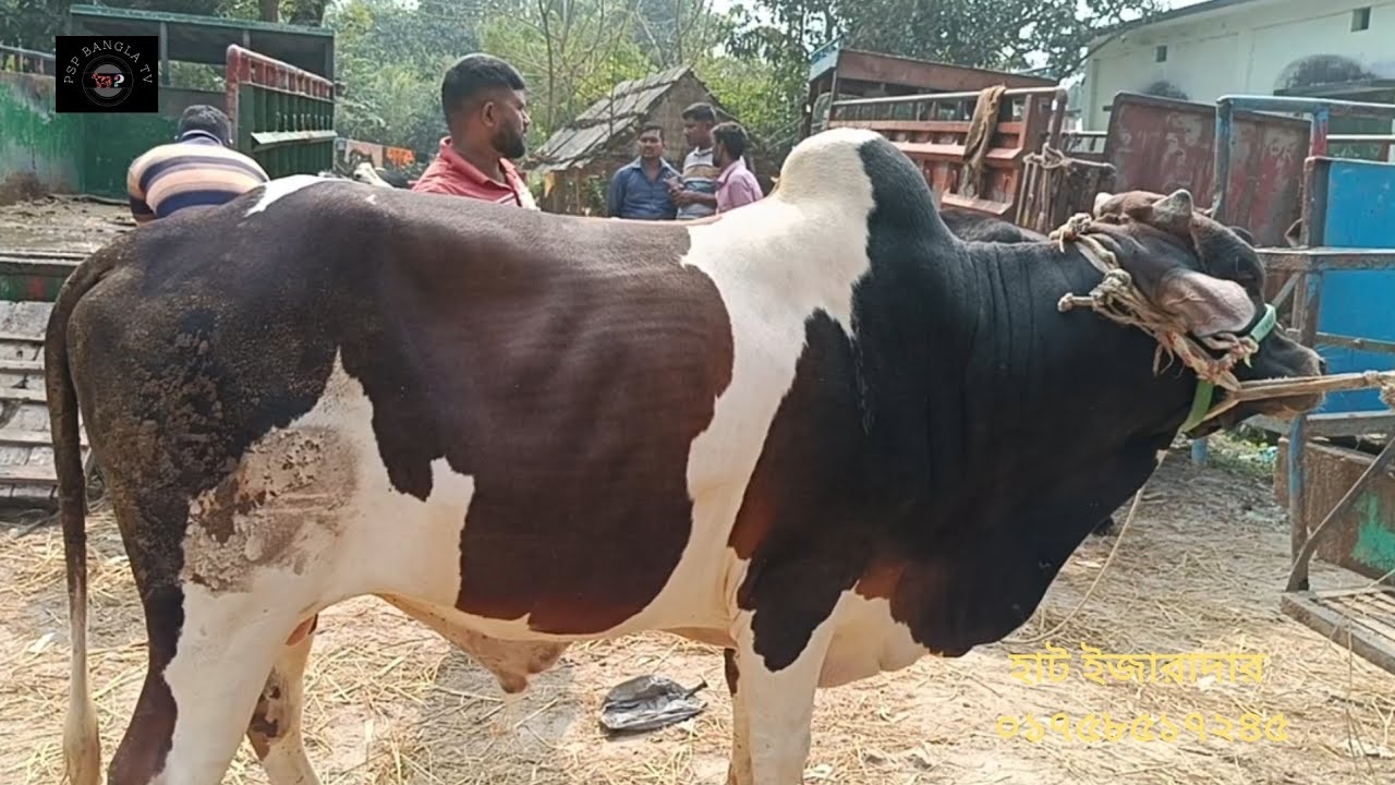 @ বুধবার ২২ নভেম্বর"২৩|| ফাসিলা ডাঙ্গা হাটে মাংসের ওজন সহ বড় বড় ষাঁড় ...