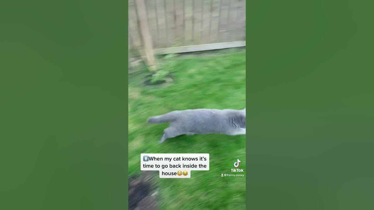 My Cat Running Away From Me YouTube my-cat-running-away-from-me-youtube