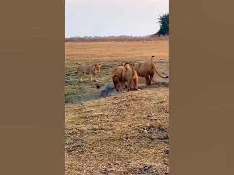 León vs Cocodrilo #lion #cocodrilo #pelea #salvaje #usa #music #paris - YouTube