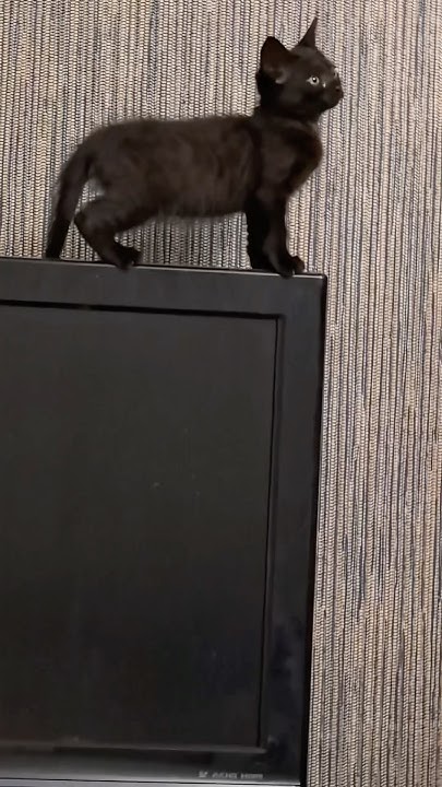 Маленькая да удаленькая Черри #черника #черри #кошка #котёнок - YouTube