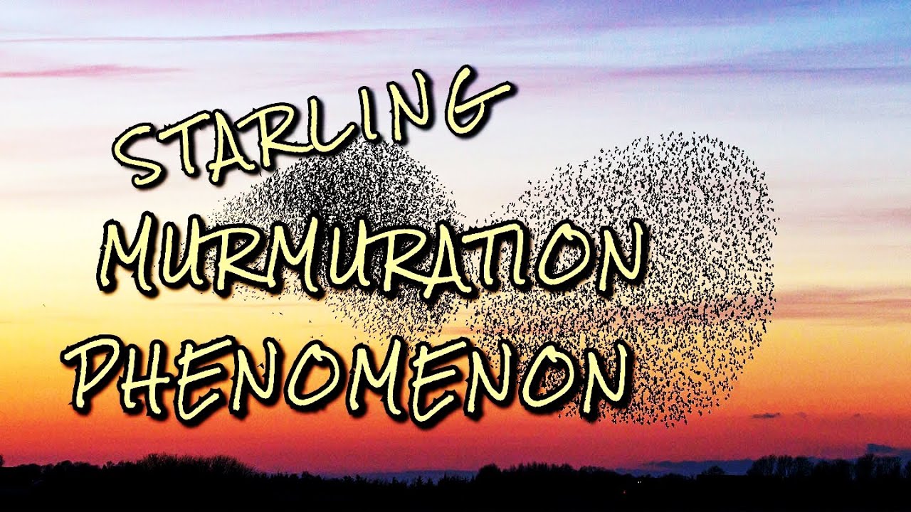 The Murmuration Phenomenon - YouTube