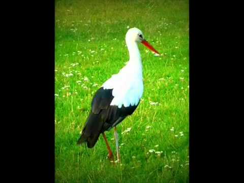 Baltasis Gandras - YouTube