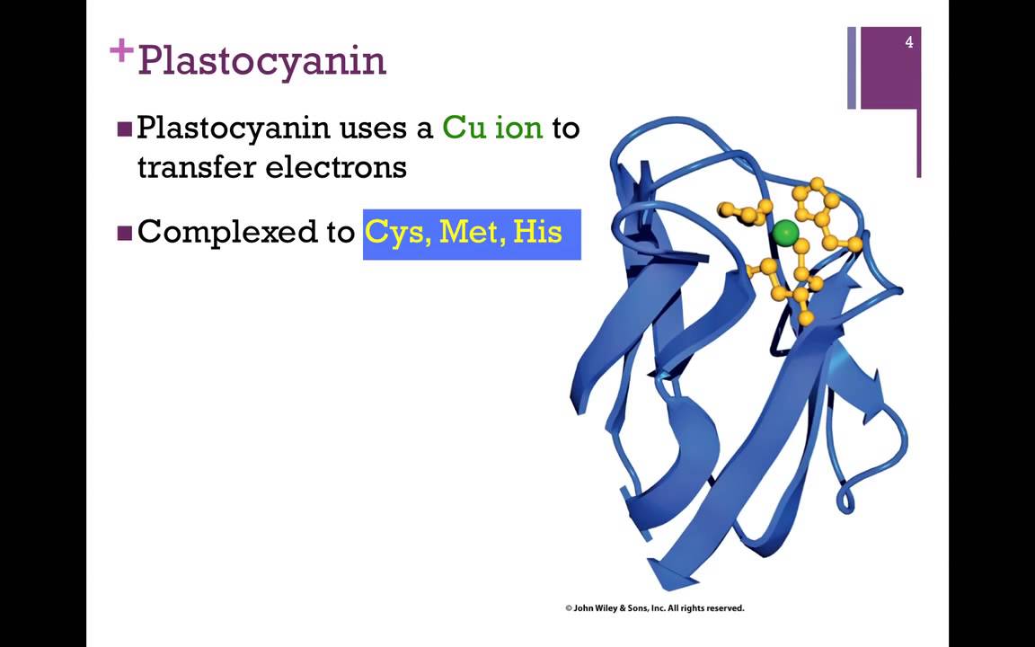 115-Cytochrome b6f & Photosystem I - YouTube