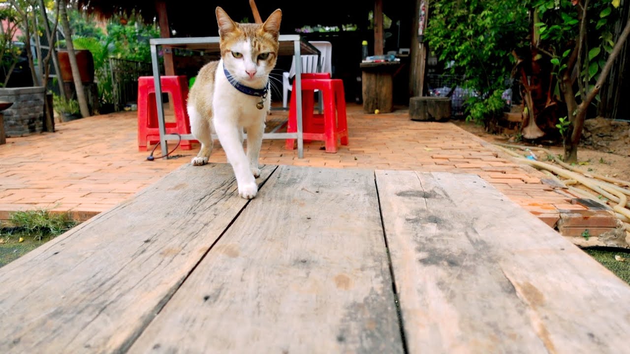 Big Cat Walk Toward Me - YouTube