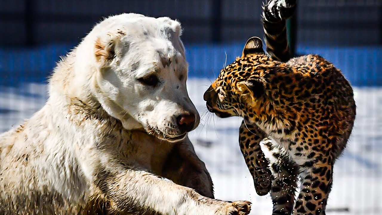 The Mother Dog That Became a Snow Leopard’s Savior and Their Shared ...
