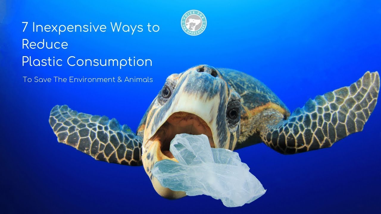 7 Inexpensive Ways to Reduce Plastic To Save The Environment & Animals ...