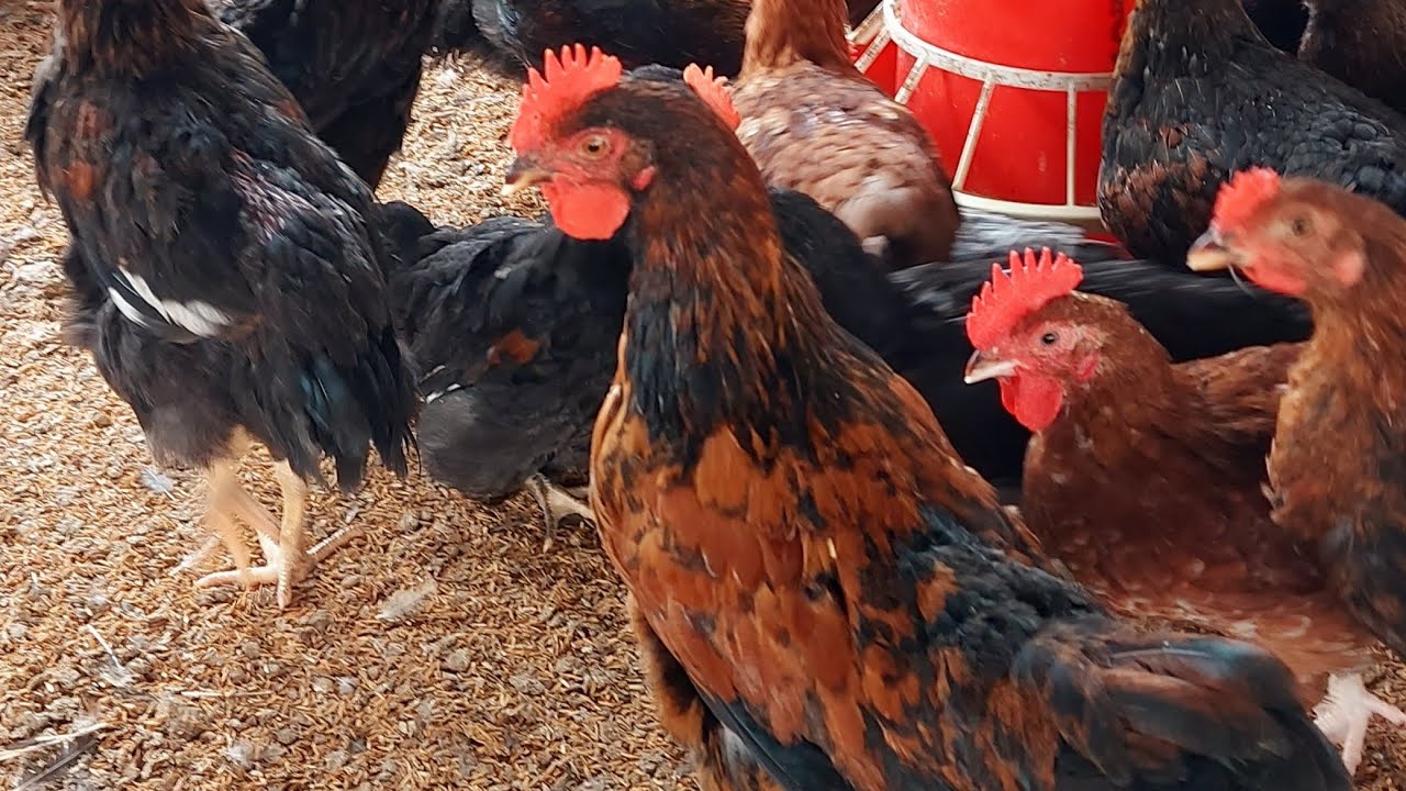 Kartik Poultry Farm | 63 days kaveri gavran chicken farm | # ...