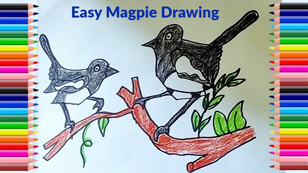 How to draw Magpie step by step (very easy)|| Magpie Drawing || - YouTube