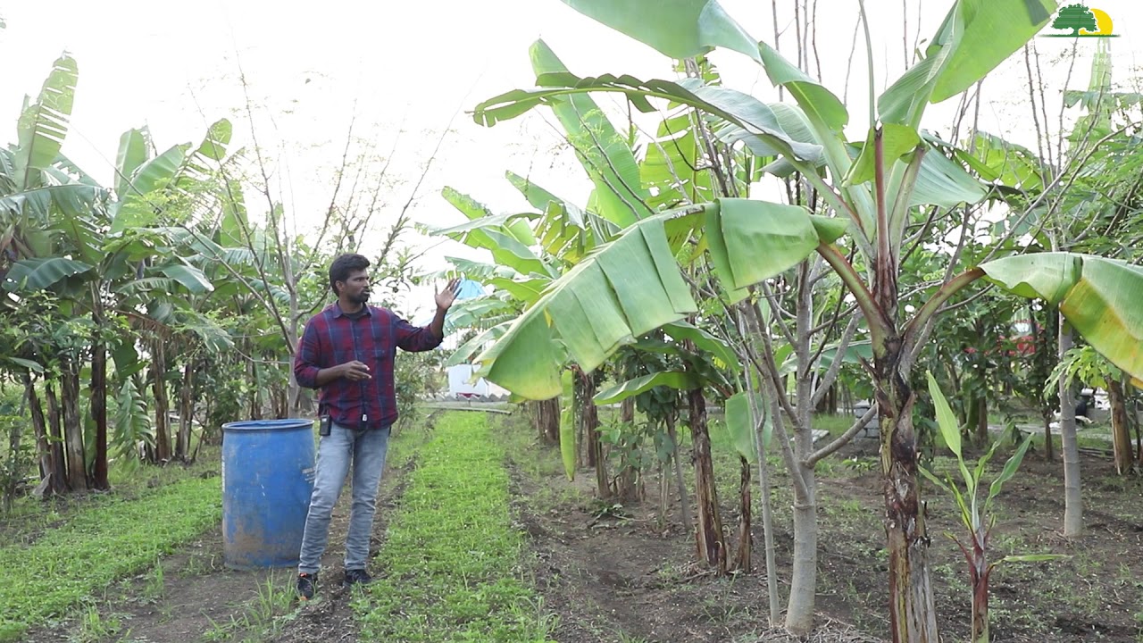 Five Layer Farming ( Subash Palekar Method) | Farm Natura Stories - YouTube