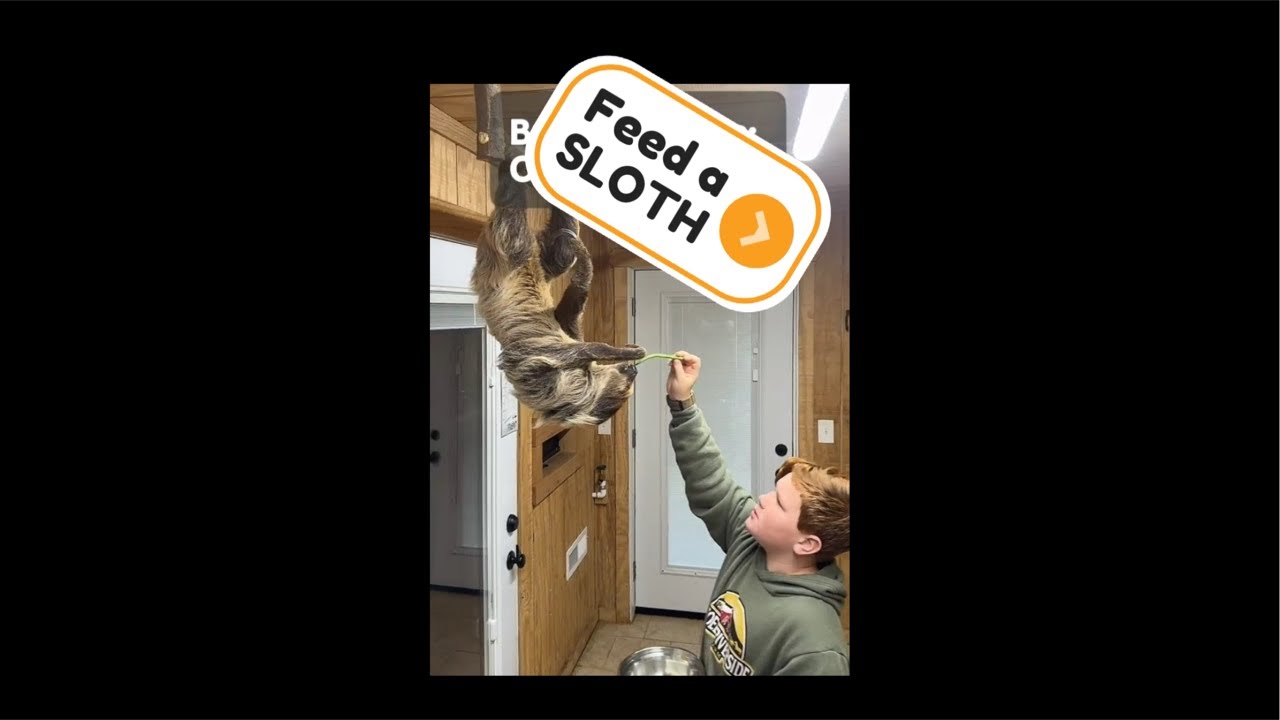 Hold a baby sloth - YouTube