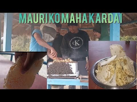 mauri ko Maha kardai/village organic honey bee honey@USentertainment02 ...