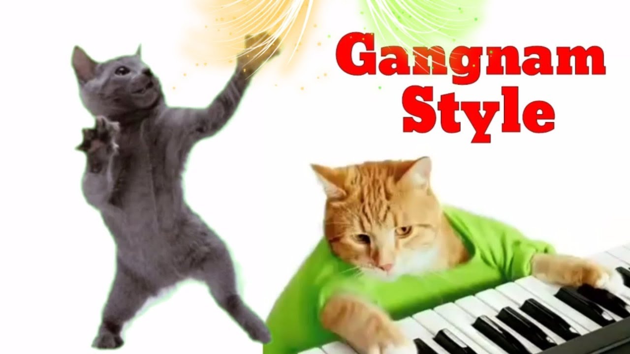 Cat dance - Gangnam Style 2020 - YouTube