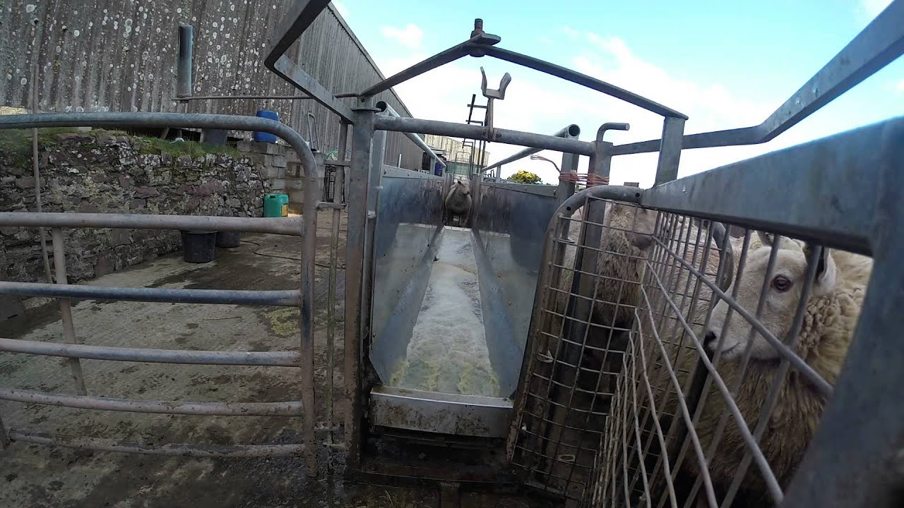 Sheep Race 2014 - YouTube