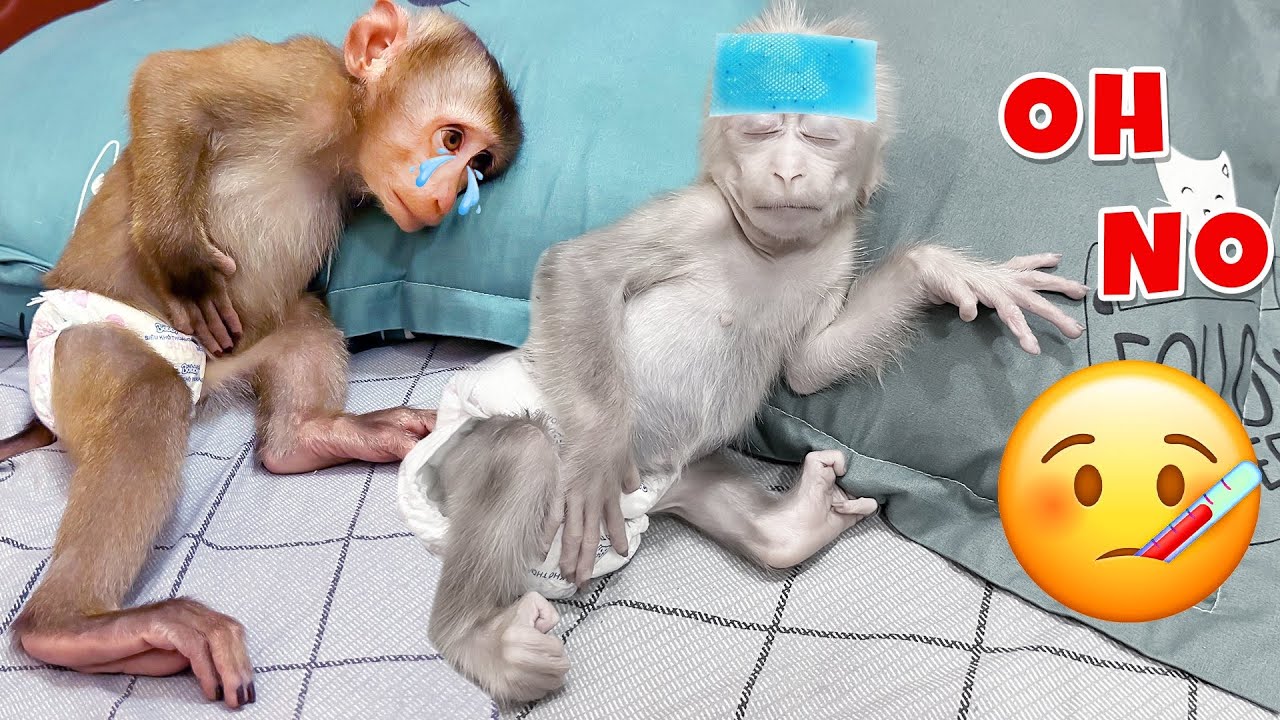 What happened to TiTi that made PiPi so worried? - YouTube