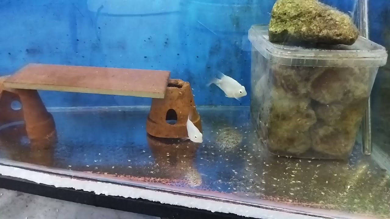Cichlasoma sp. - Platinum Parrot (Cichlida papouščí) - YouTube