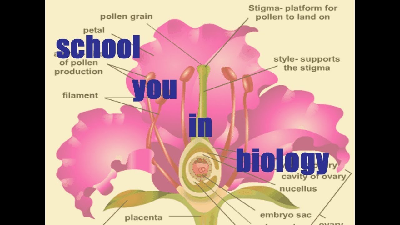 School You In Biology (BIOLOGY OVERVIEW RAP SONG)- KRISTIN CHAVIS - YouTube