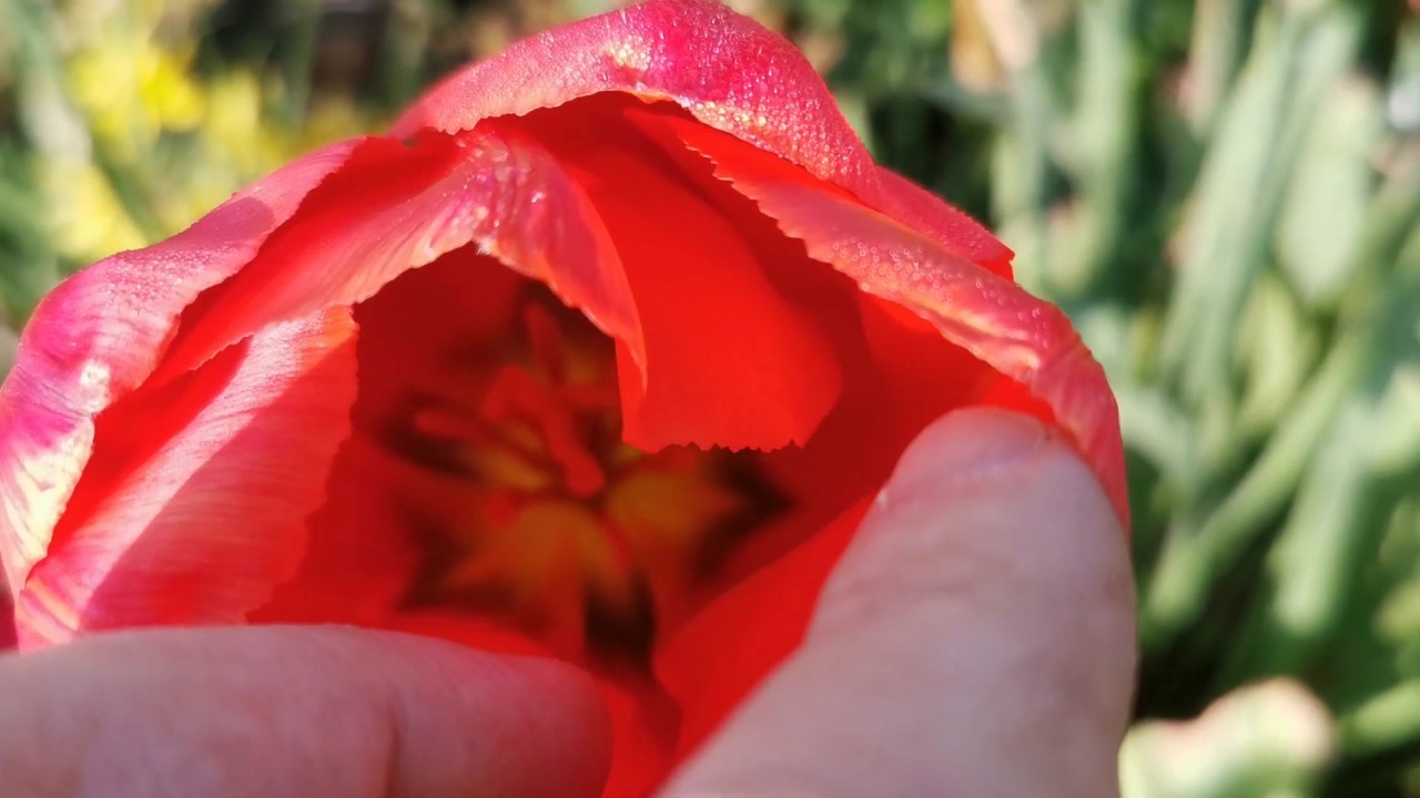 Tulip pollination with the late single Darwin Tulip "Avignon" - and ...