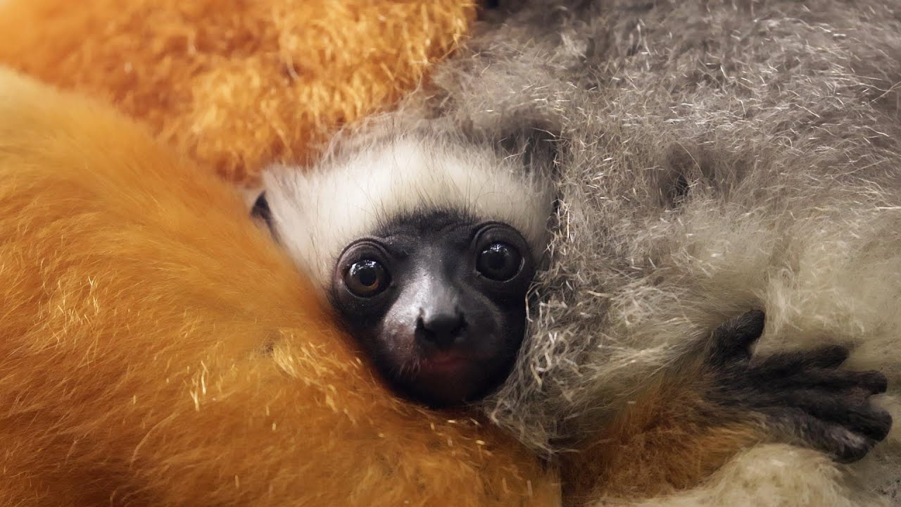Animals of Andasibe NP, Madagascar - YouTube