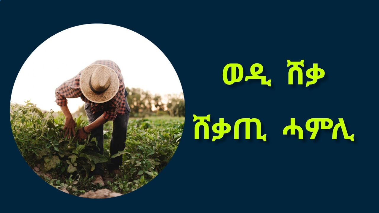 ወዲ ሸቃ ሸቃጢ ሓምሊ - Wedi Sheqa Sheqati Hamli - YouTube