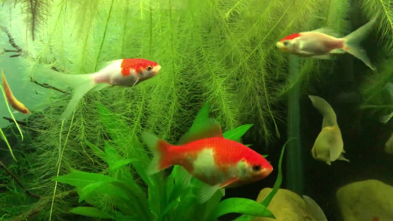 Goldfish / Dojo Loach Aquarium - YouTube