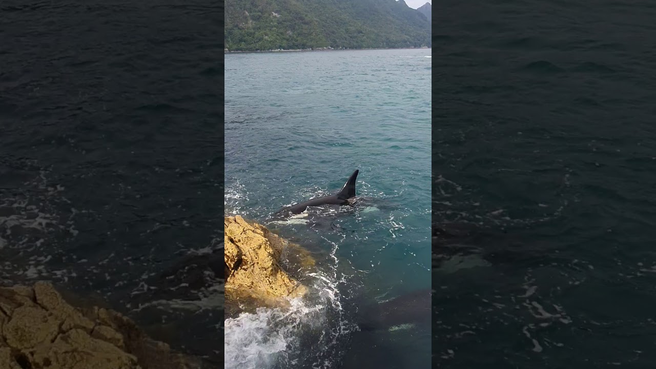 Orca whale chasing stingray in new zealand. New years day 2019 - YouTube