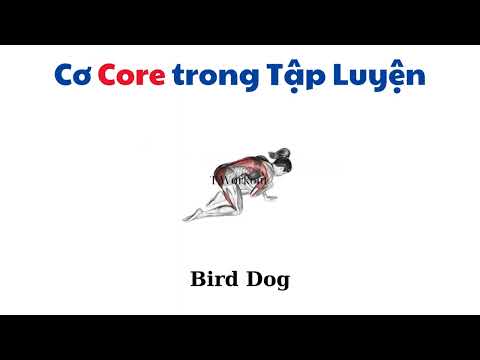 Tầm Quan trọng của Cơ Core trong tập luyện | T Workout - YouTube
