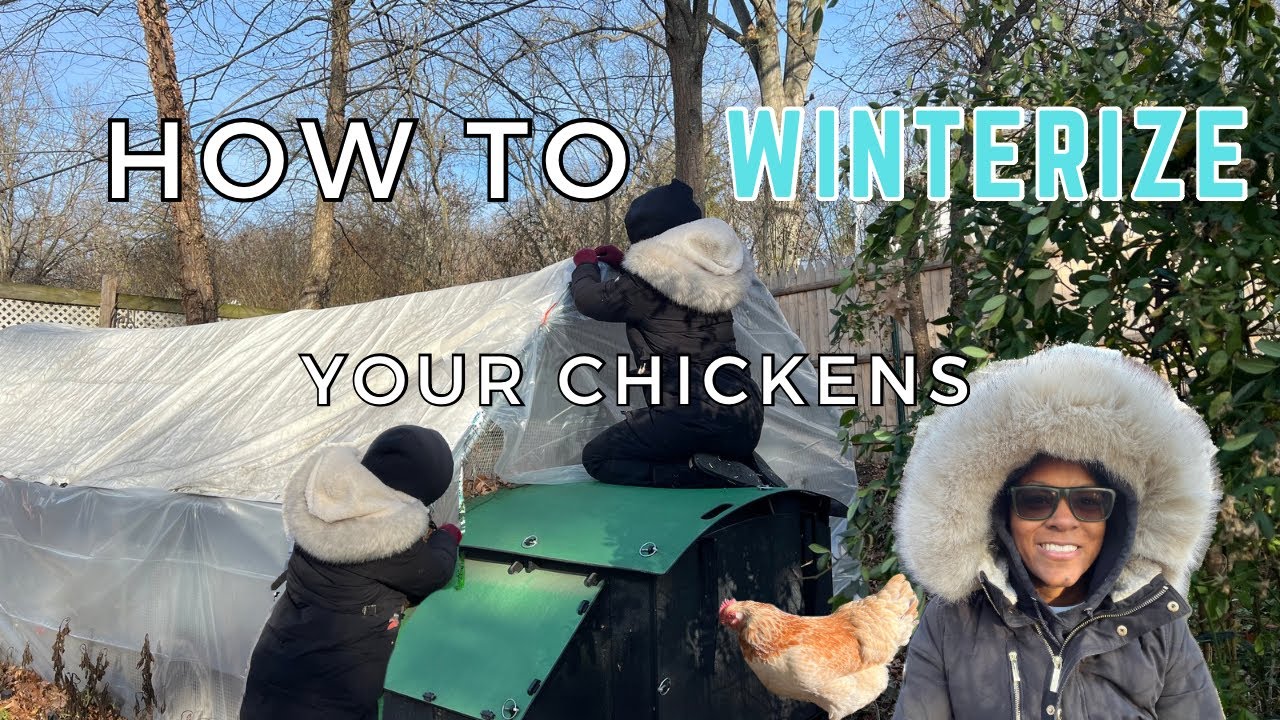 How to Care for Chickens In the Winter | Winterizing the Chicken Coop ...