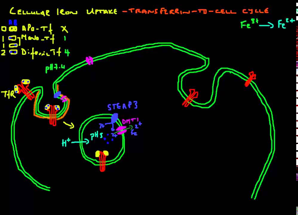 Cellular Iron Uptake Explained - YouTube