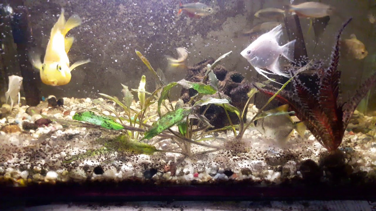 ATUL mono Angel fish aquarium Cuttack - YouTube