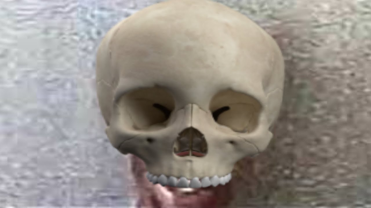 Goofy ahh skeleton. (Credits to Undertale for the music I know I’m ...