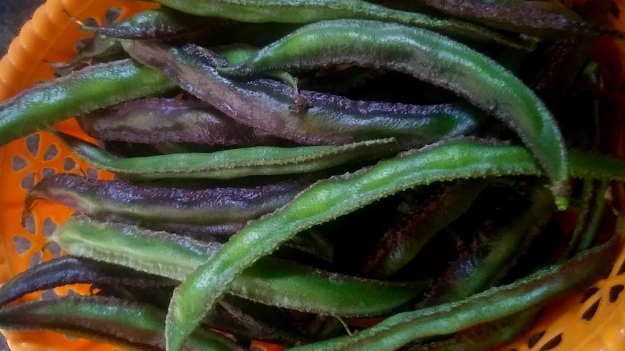 Broad Beans Harvest In Our Garden / Avarakkai Harvest - YouTube