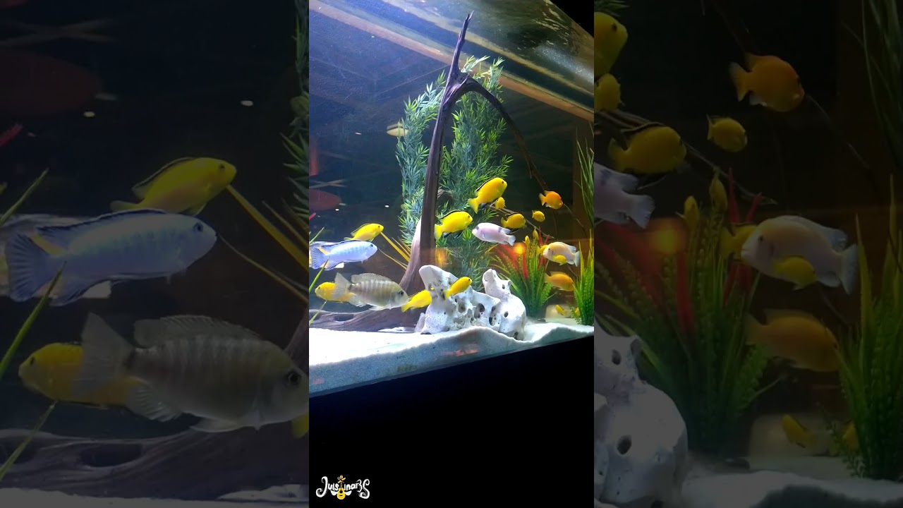 Fish Tank at Cheddars Restaurant - YouTube