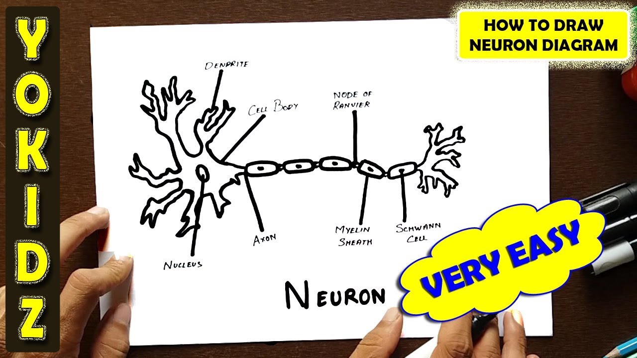 HOW TO DRAW NEURON DIAGRAM - YouTube