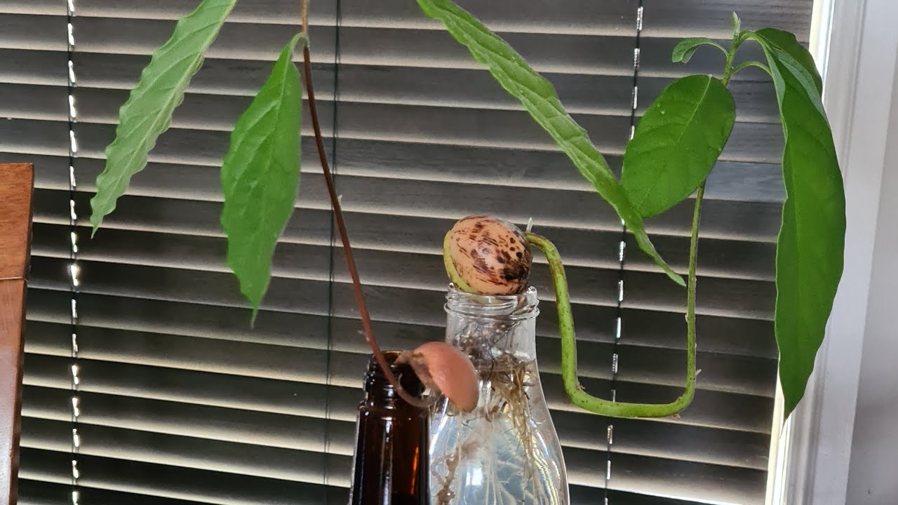 How to: Quick Guide Avocado 🥑Seed to Plant - YouTube