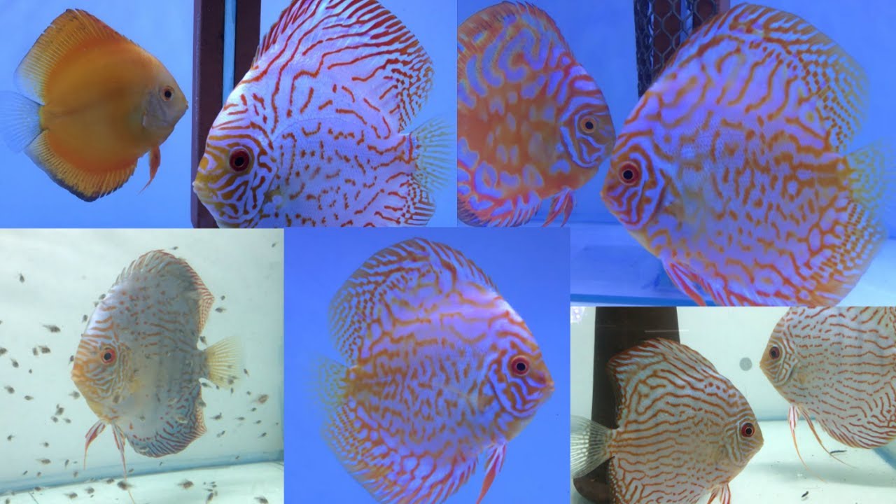 Discus Fish in Mumbai | Discus @ V.K Discus | Discus Fish Breeder in ...