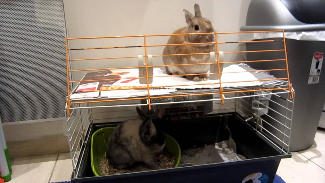 Bunny Bunk Beds? - YouTube
