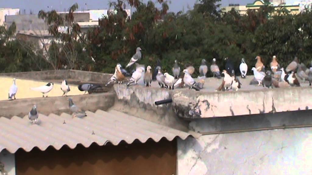kabutarbazi in India Güvercin kaftar Pigeons Flying kit 1 - YouTube